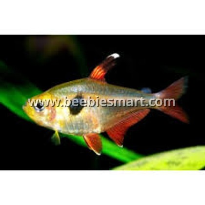 YELLOW PHANTOM TETRA
