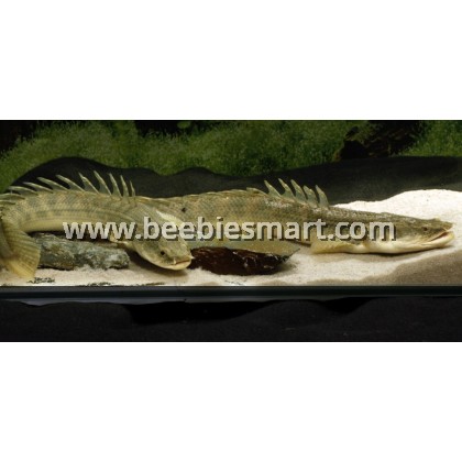 LAPRADEI BICHIR (PALMAS)