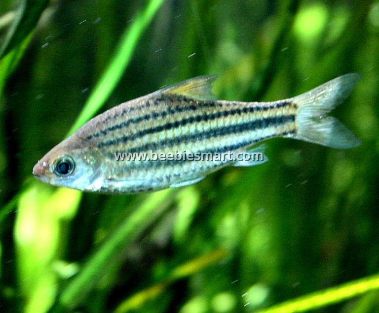 STRIPED BARB