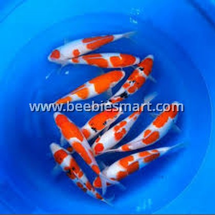 KOHAKU KOI (Japan import)