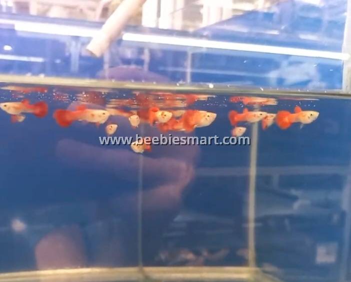 RED ENDLER GUPPY (1 PAIR)