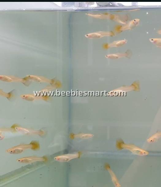 Buy Pureline Guppy Fish in Klang, Selangor | Guppy Fish Shop Malaysia ...