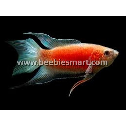 RED PARADISE BETTA