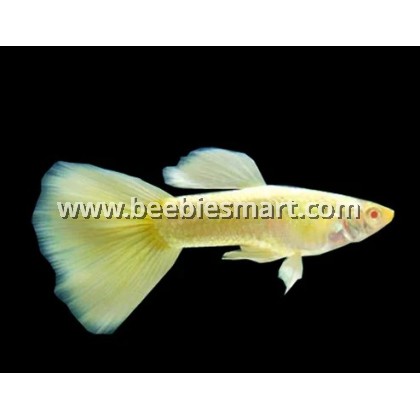 Buy Pureline Guppy Fish in Klang, Selangor | Guppy Fish Shop Malaysia ...