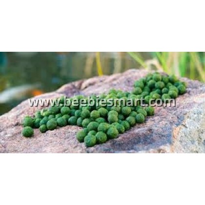 Marimo moss ball