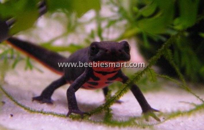FIRE BELLY NEWT