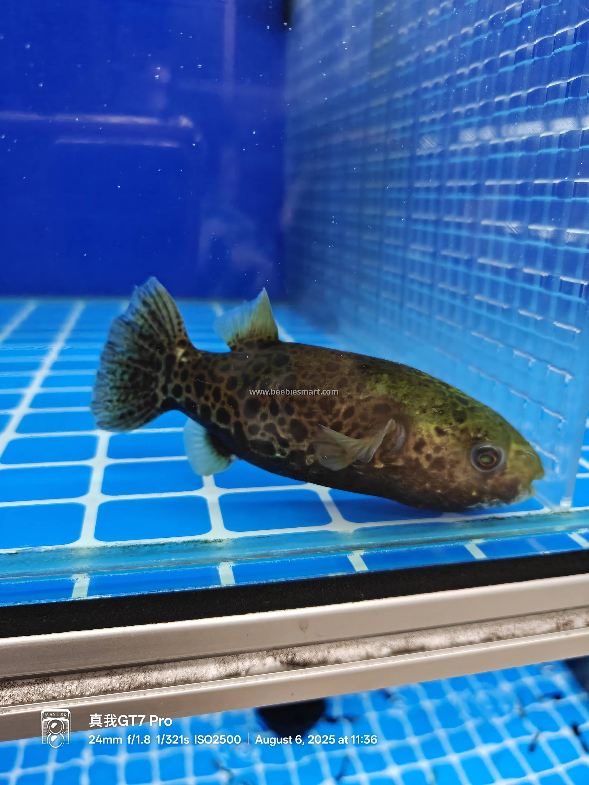 GIANT SPOTTED PUFFER