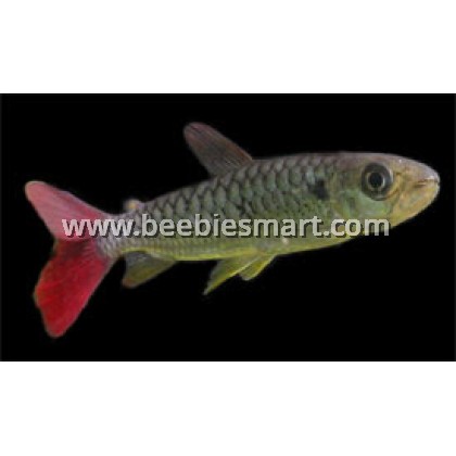 Pink Tailed Chalceus