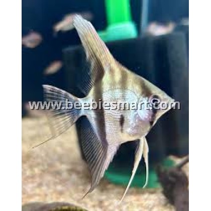 SANTA ISABEL ANGELFISH