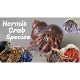 Hermit Crab Species Types Of Hermit Crabs