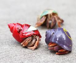 Hermit Crabs And Their Shells