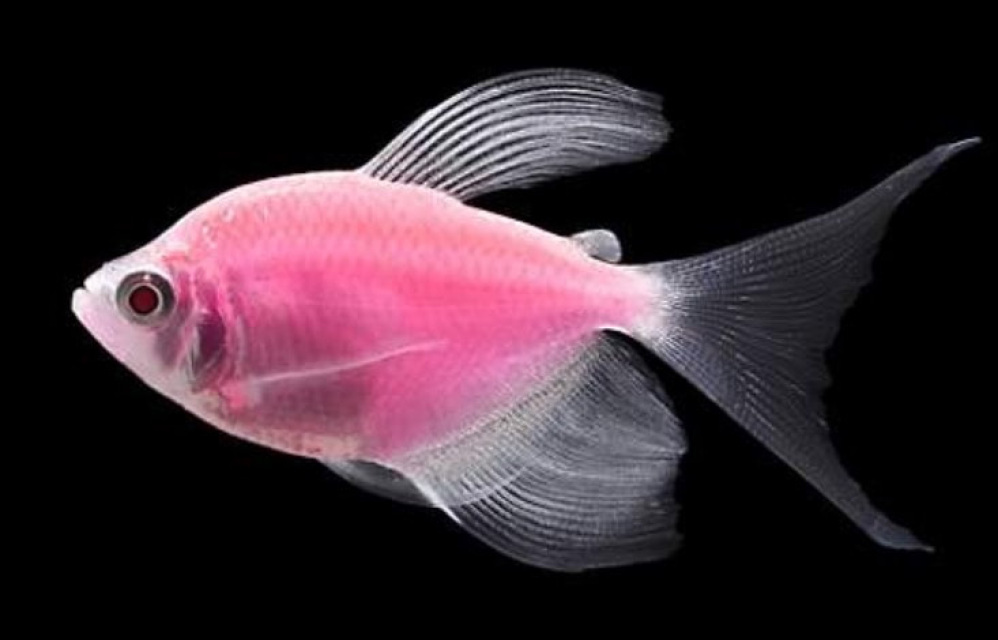 What Causes High pH in an Aquarium?