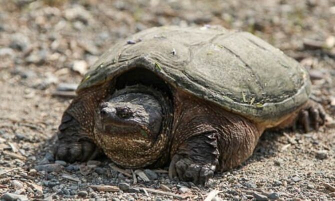 The Flower Snapping Turtle