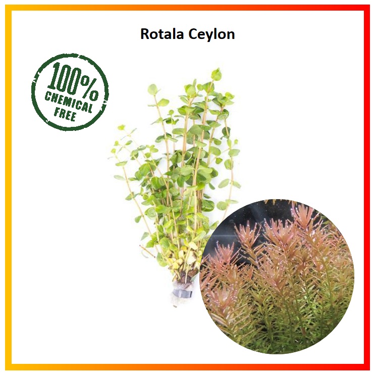Rotala Ceylon