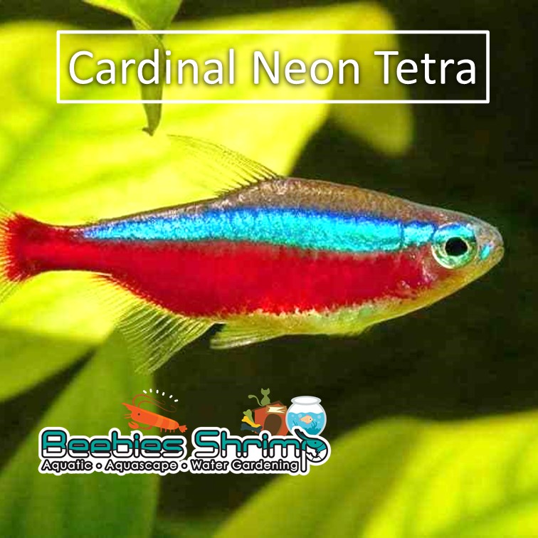 Cardinal Neon Tetra