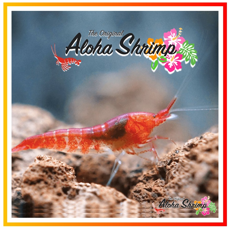 Aloha Shrimp 1pc