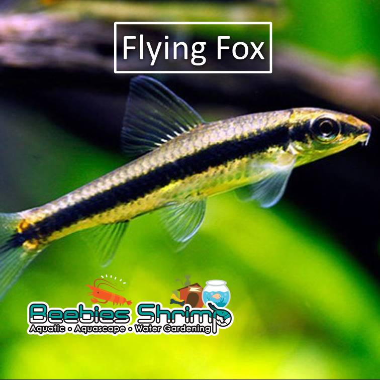 Black Line Flying Fox (Algae Eater)