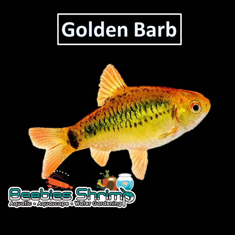 Golden Barb
