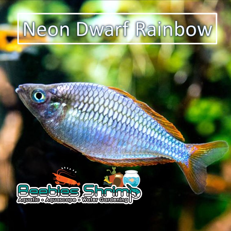 NEON DWARF RAINBOW FISH