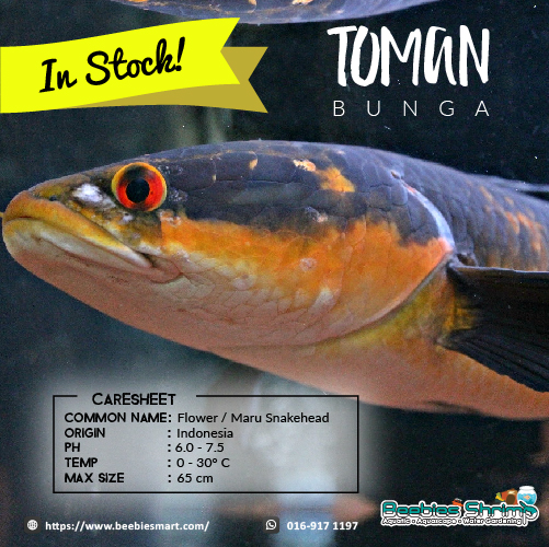 Channa maru, channa yellow sentarum. Most Channa fish in Klang. Channa ...
