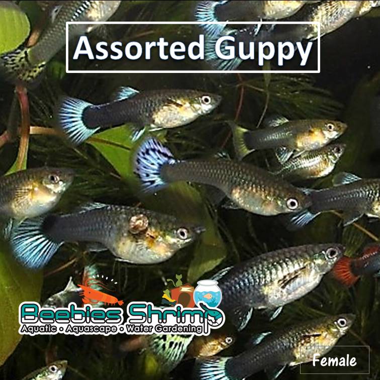 Buy Pureline Guppy Fish in Klang, Selangor | Guppy Fish Shop Malaysia ...