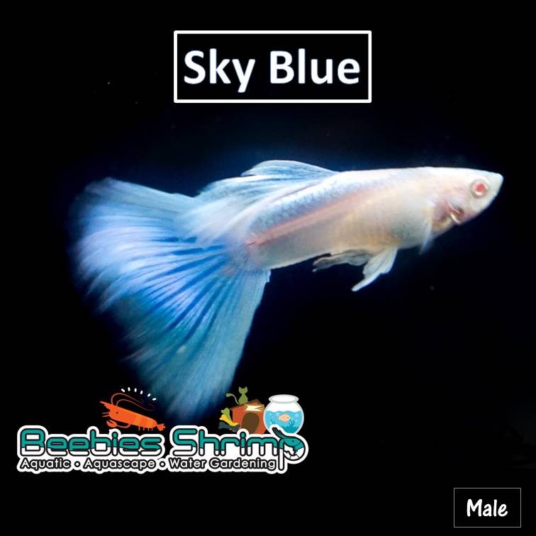 Buy Pureline Guppy Fish in Klang, Selangor | Guppy Fish Shop Malaysia ...
