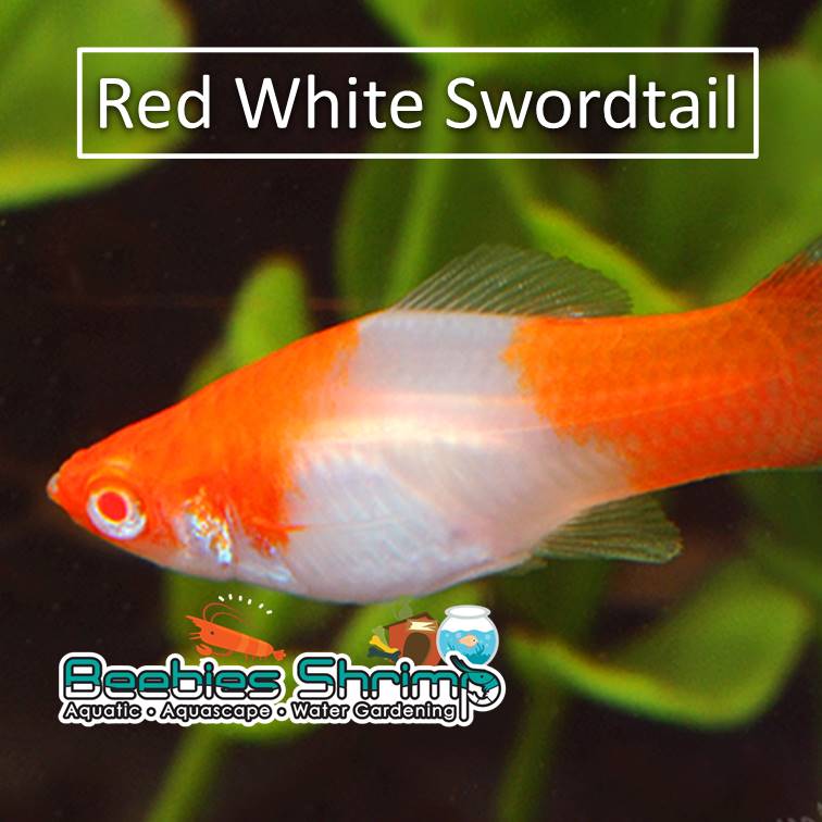 Red White Swordtail Fish