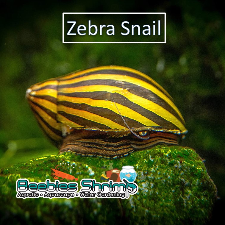 Zebra Nerite Snail