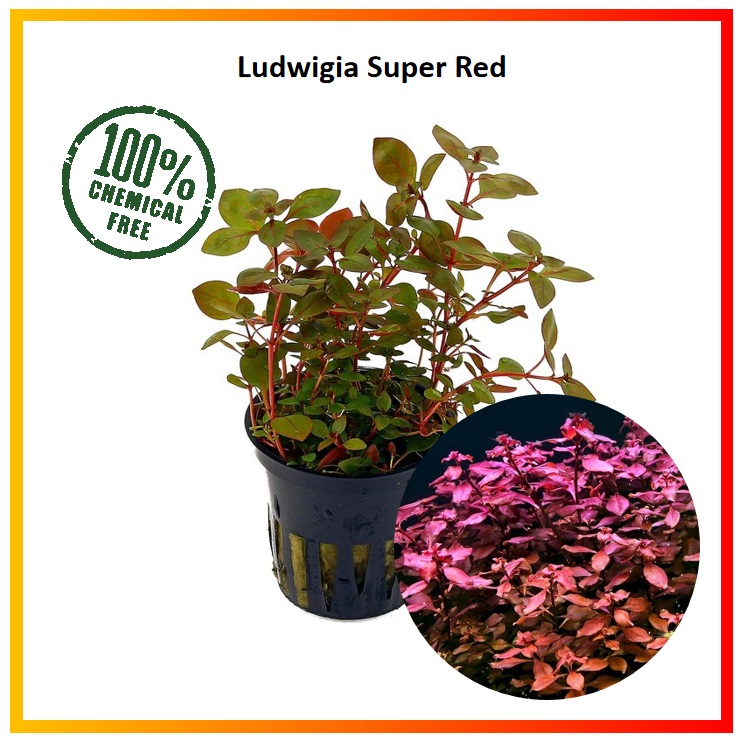 Ludwigia Super Red (LAVAS AQUAPLANT )