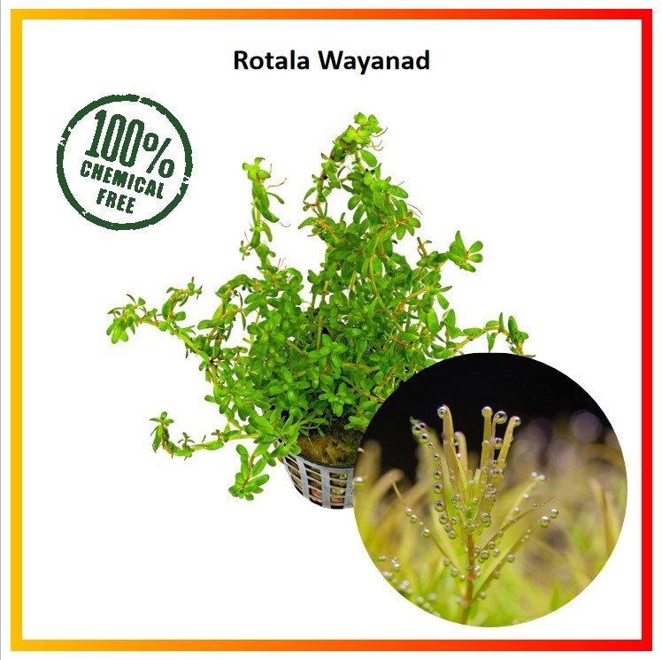 Rotala Wayanad ( LAVAS AQUAPLANT )