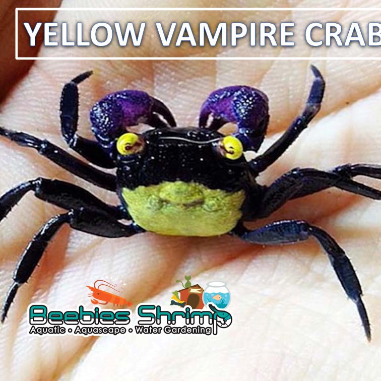 YELLOW VAMPIRE CRAB