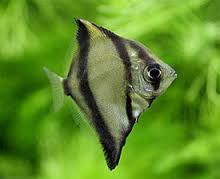 BRACKISH FINGER FISH