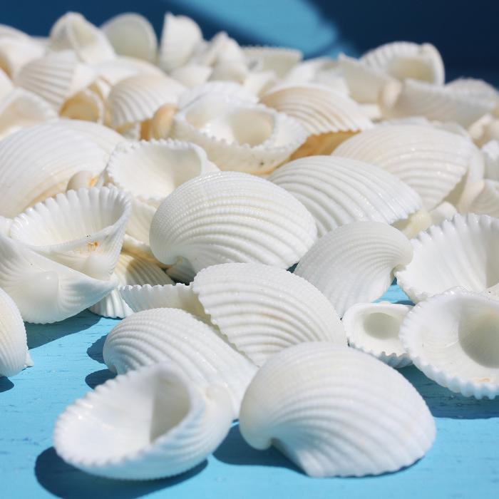Natural White Cockles Shell Aquarium Seashell Ornament 50g