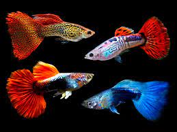 Buy Pureline Guppy Fish in Klang, Selangor | Guppy Fish Shop Malaysia ...