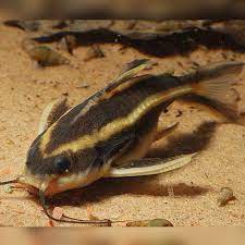 chocolate talking catfish