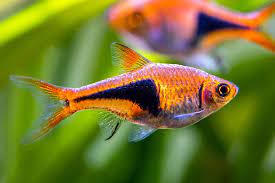Harlequin rasbora