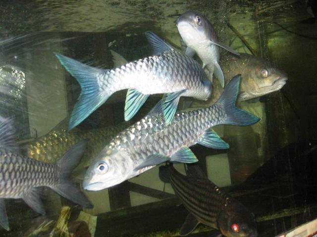 Ikan Kelah Hijau