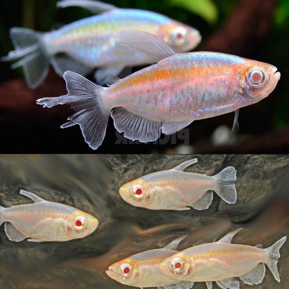 Albino Congo Tetra