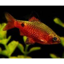 Golden Neon Rosy Barb