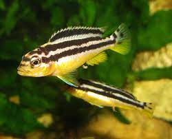 Golden Mbuna Cichlid