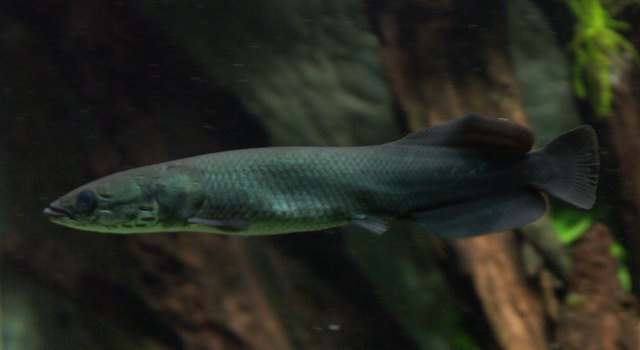 Baby Arapaima