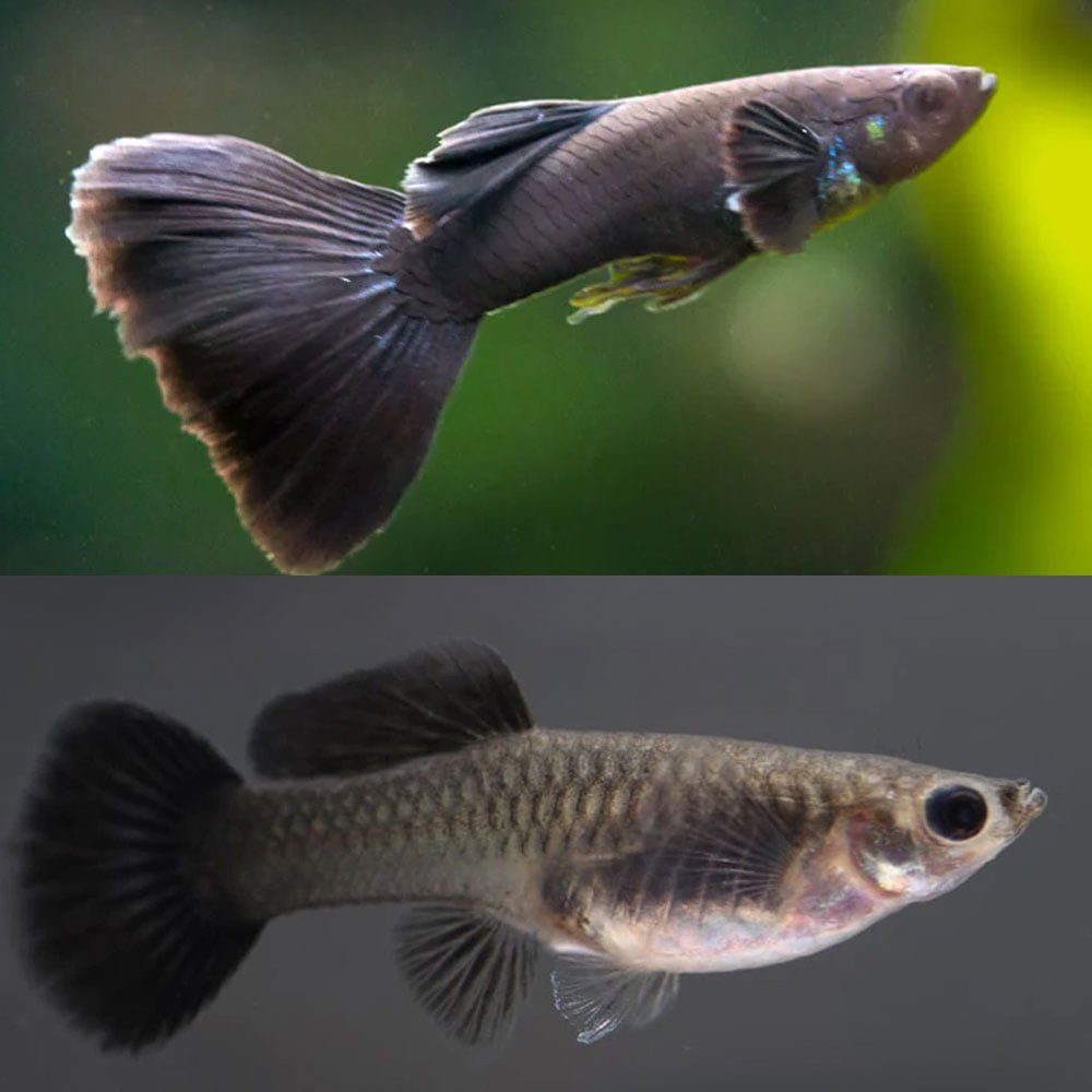 Buy Pureline Guppy Fish in Klang, Selangor | Guppy Fish Shop Malaysia ...