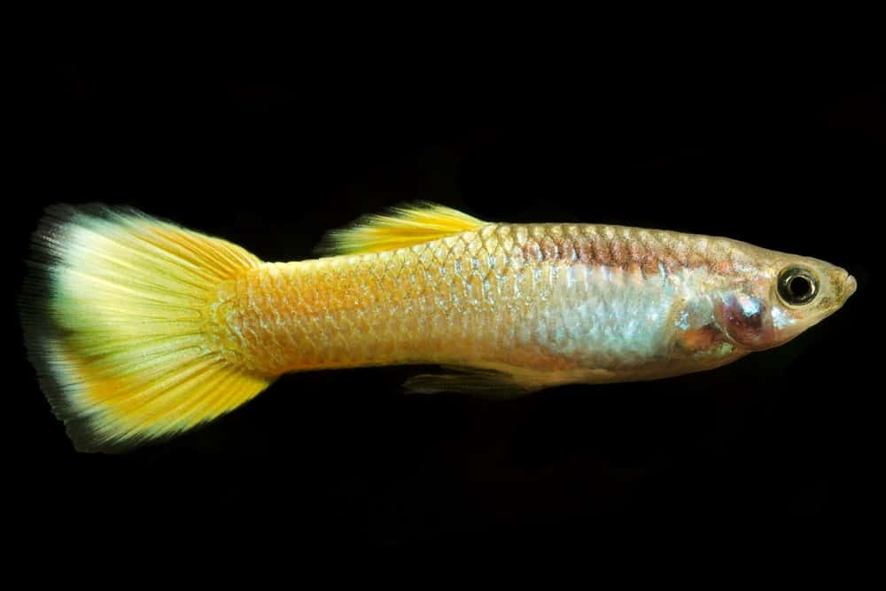 Buy Pureline Guppy Fish in Klang, Selangor | Guppy Fish Shop Malaysia ...