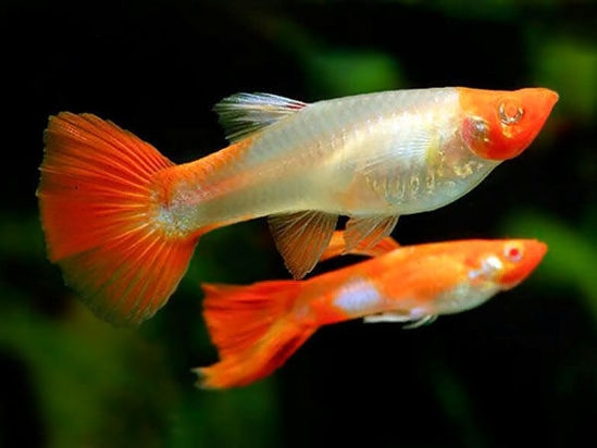 Albino Koi Tuxedo GuppyBuy Pureline Guppy Fish in Klang, Selangor ...