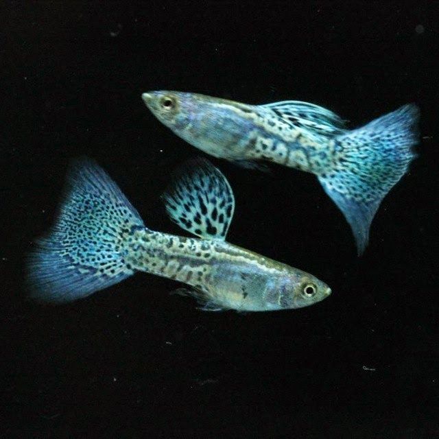Buy Pureline Guppy Fish in Klang, Selangor | Guppy Fish Shop Malaysia ...