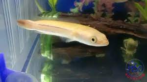 XANTHIC TOMAN HARIMAU (GOLD). Most Channa fish in Klang. Channa, Toman ...