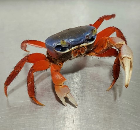 RAINBOW CRAB