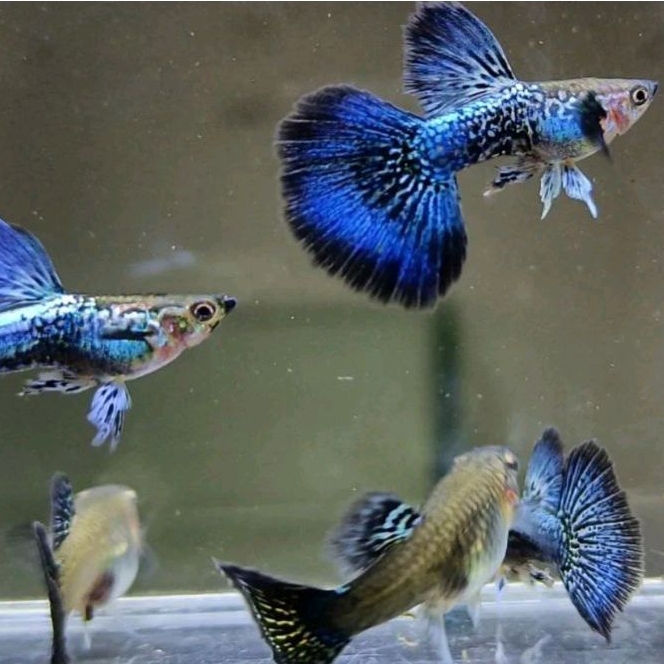 Buy Pureline Guppy Fish in Klang, Selangor | Guppy Fish Shop Malaysia ...