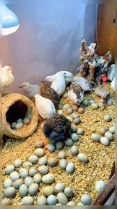 RUTIN CHICKEN