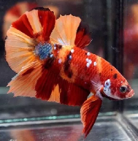 CANDY BETTA